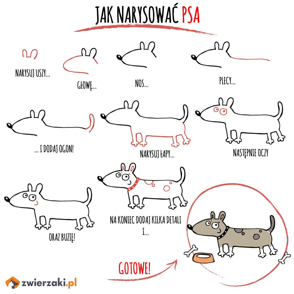 Rysunek Psa Szkic Zwierz cia Krok Po Kroku Jak Narysowa Psa Rysunek Psa Szkic Zwierz cia Krok Po Kroku Jak Narysowa Psa