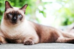 Rasy kotów ️ Poznaj najpopularniejsze kocie rasy!