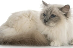 Rasy kotów ️ Poznaj najpopularniejsze kocie rasy!