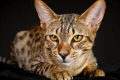 Rasy kotów ️ Poznaj najpopularniejsze kocie rasy!