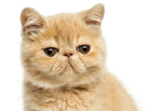 Rasy kotów ️ Poznaj najpopularniejsze kocie rasy!