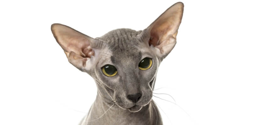 Kot peterbald – opis rasy. Cena i charakter | Zwierzaki