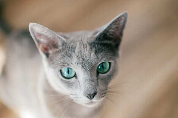 Rasy kotów ️ Poznaj najpopularniejsze kocie rasy!