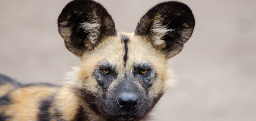 Likaon – dziki pies afrykański. Najważniejsze informacje | Zwierzaki