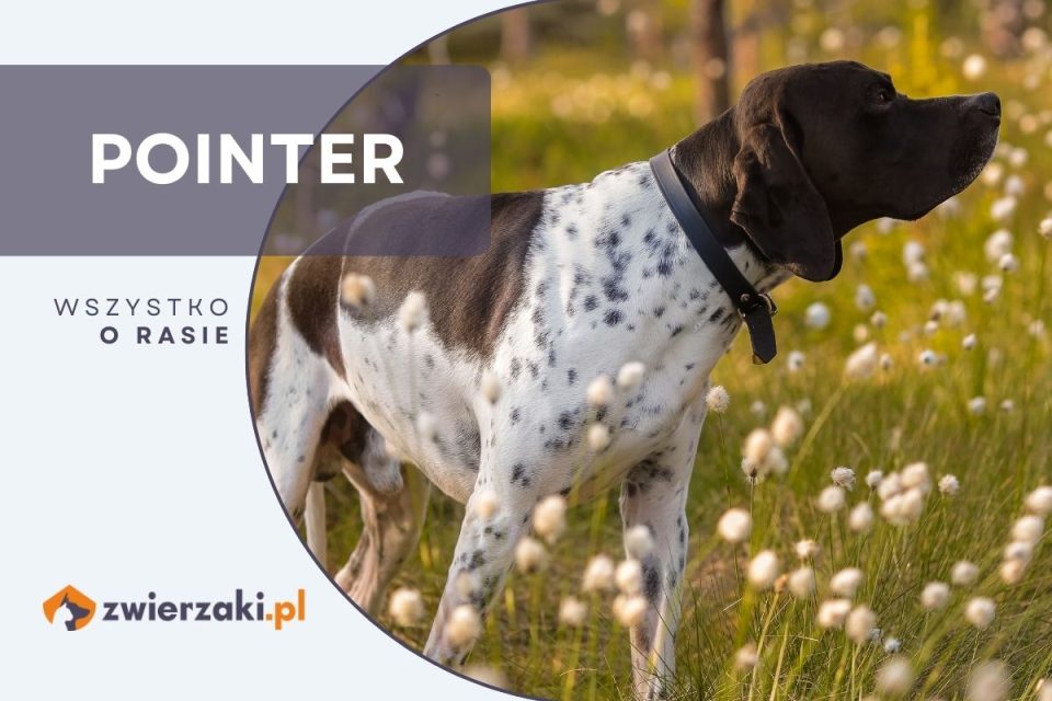 Pointer – hodowla, pielęgnacja i cena rasy psa | Zwierzaki