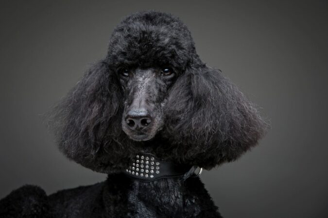 Pudel duży – rasy, wzrost, usposobienie, cena, hodowla