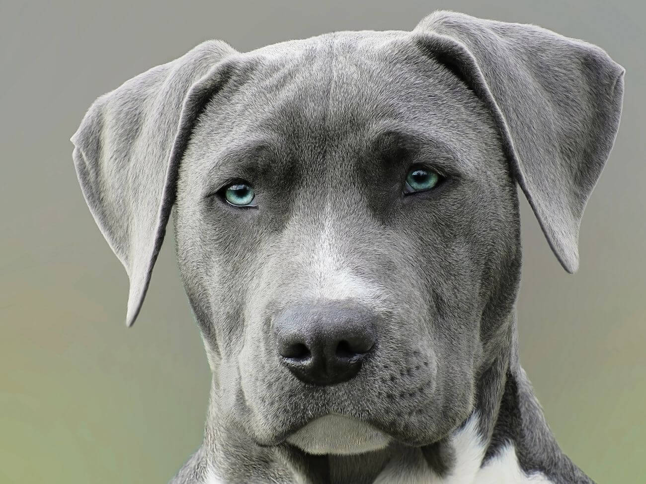 Wiek psa i psie lata. Jak obliczyć wiek psa? | Zwierzaki