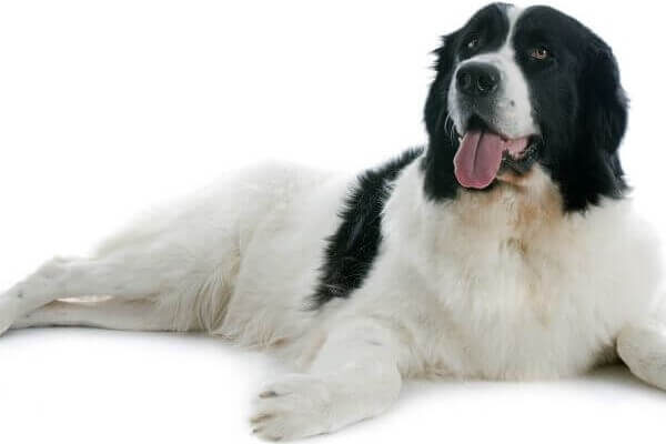 Psy obronne – poznaj rasy psów bojowe i obronne