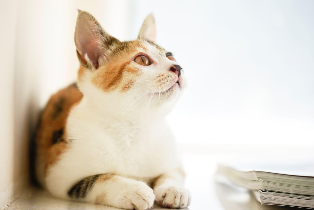 Panleukopenia – objawy choroby kotów | Zwierzaki