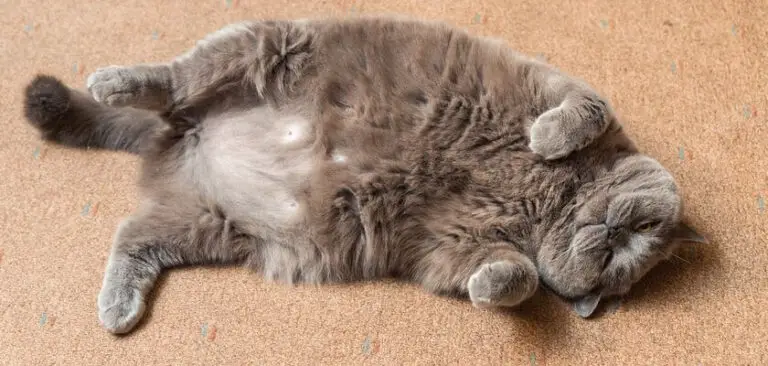 Gruby kot, nadwaga u kota – jak sobie z nią poradzić? | Zwierzaki