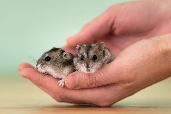 Chomik – opis, żywienie, cena, ile żyje? | Zwierzaki