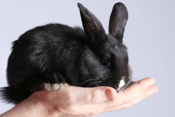 Królik angora – charakterystyka rasy, hodowla, pielęgnacja