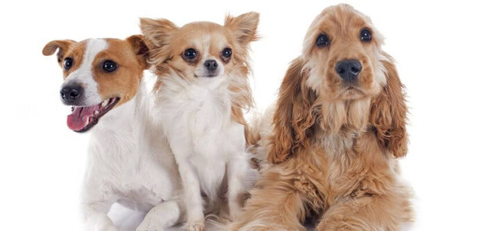 Małe psy – rasy do mieszkania. Poznaj TOP 10 małych ras psów