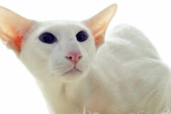 Rasy kotów ️ Poznaj najpopularniejsze kocie rasy!