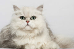 Rasy kotów ️ Poznaj najpopularniejsze kocie rasy!