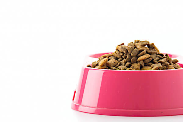 Preparat na stawy dla psa. Ranking psich suplementów