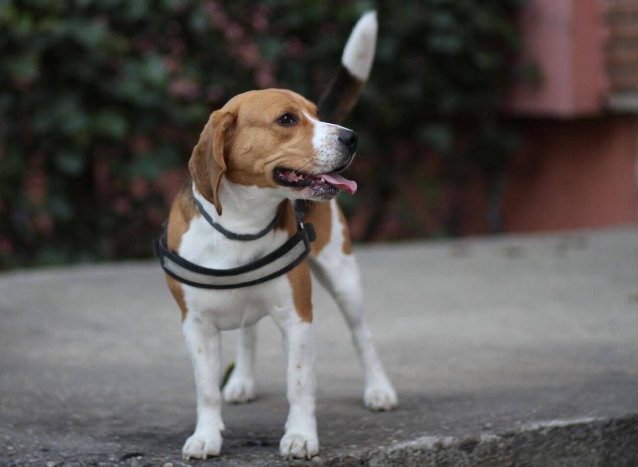 Beagle - cena, umaszczenie, opis rasy, usposobienie