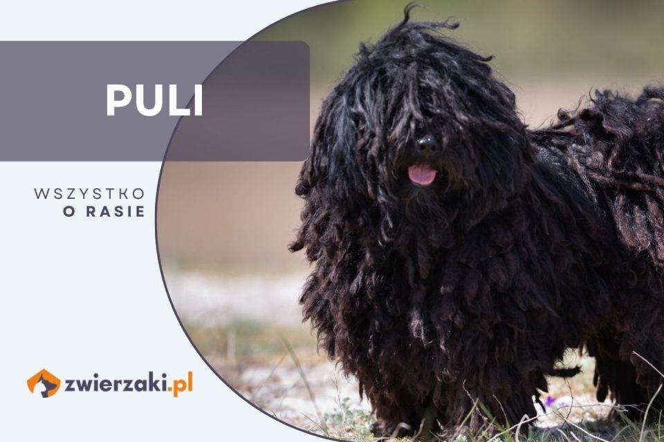 Puli – historia, opieka, charakter rasy