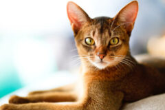 Rasy kotów ️ Poznaj najpopularniejsze kocie rasy!