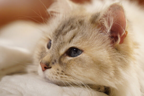Rasy kotów ️ Poznaj najpopularniejsze kocie rasy!