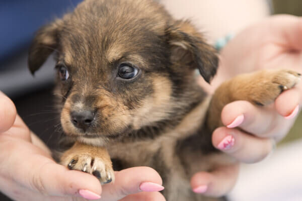 Kupa psa – jakie niepokojące sygnały możesz z niej wyczytać? | Zwierzaki