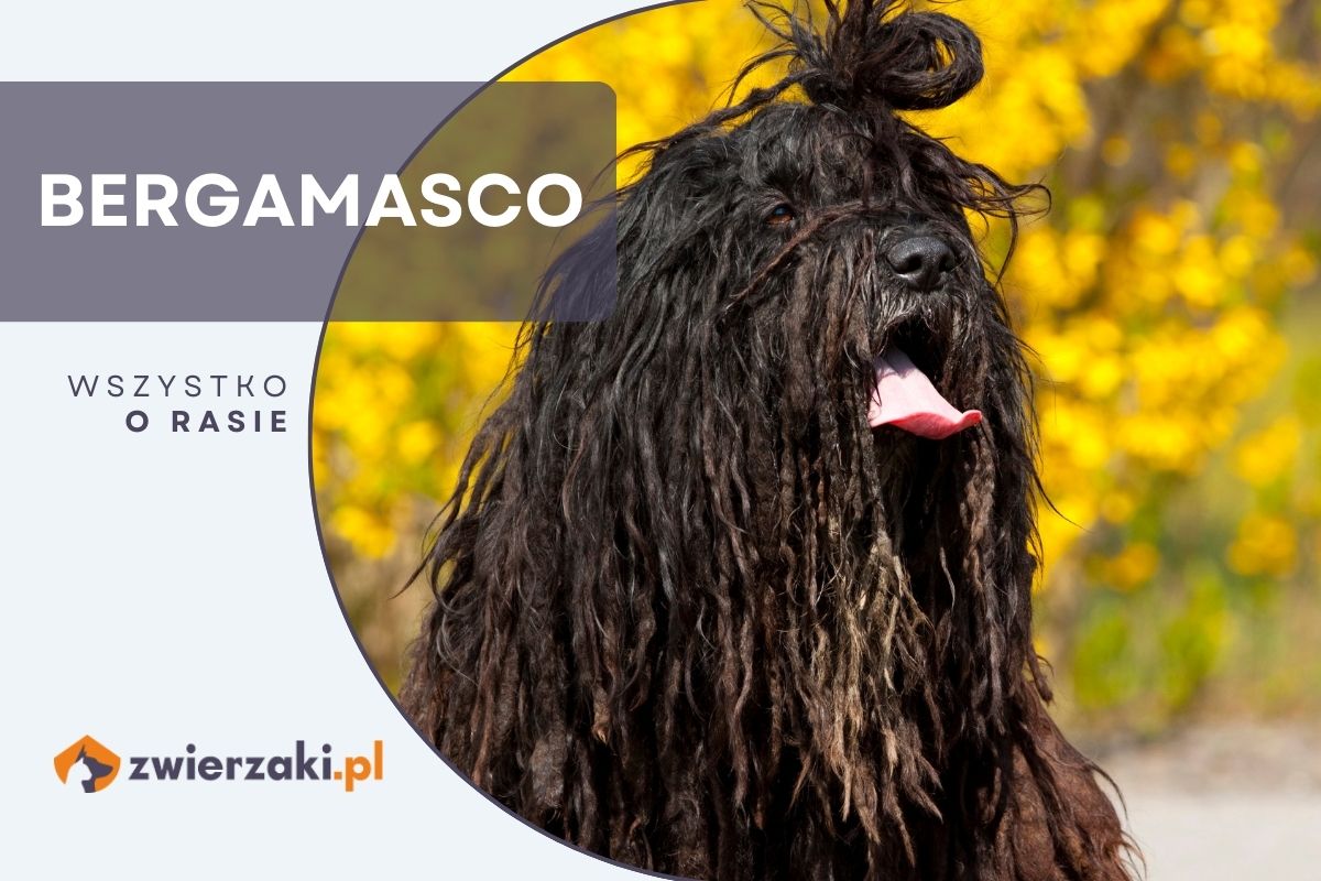 Bergamasco – opis rasy psa, cena, szczeniaki | Zwierzaki