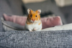 Rasy chomików | Zwierzaki