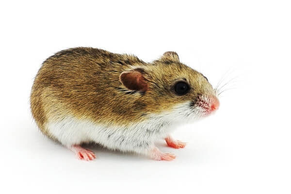 Chomik – opis, żywienie, cena, ile żyje? | Zwierzaki