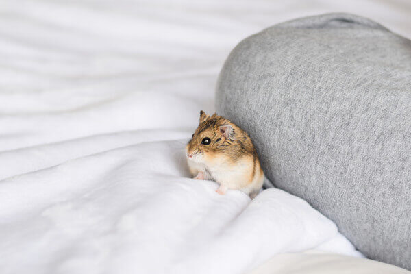 Rasy chomików – charakterystyka i potrzeby | Zwierzaki