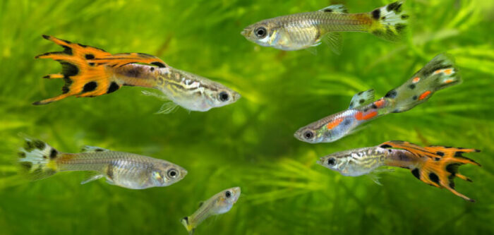 Gupiki – wszystkie informacje o gatunku | Zwierzaki