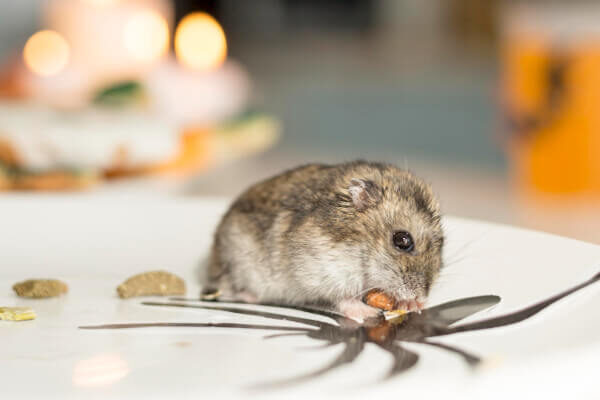 Chomik – opis, żywienie, cena, ile żyje? | Zwierzaki