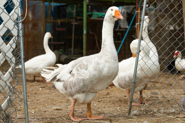 Ptak z żółtym brzuszkiem – jak się nazywa? | Zwierzaki