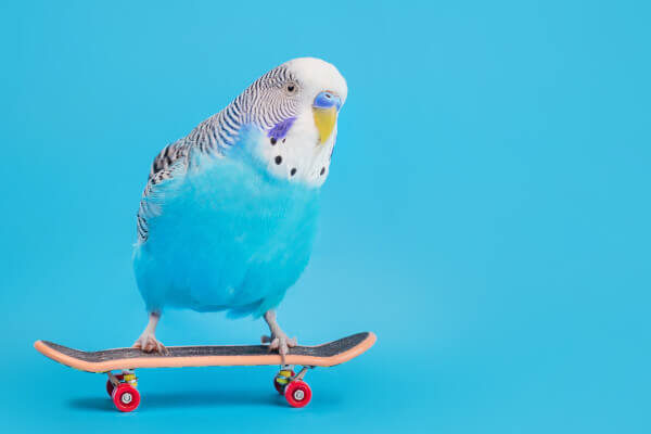 Ile żyje papuga – falista, ara, nimfa i inne