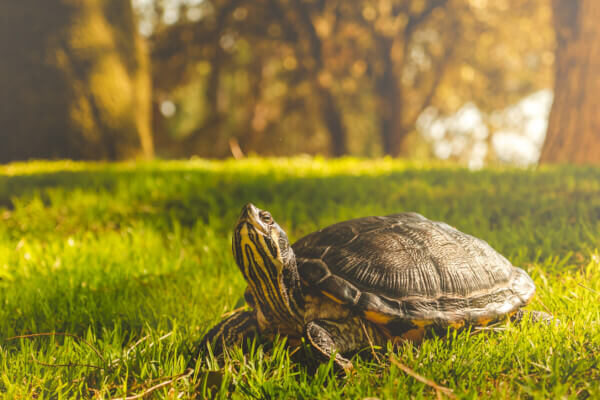 Żółw sępi – tajemniczy i niebezpieczny gad