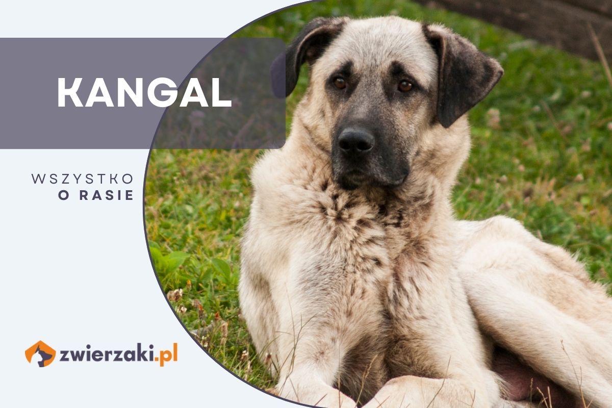 Kangal – wszystko, co musisz o nim wiedzieć | Zwierzaki