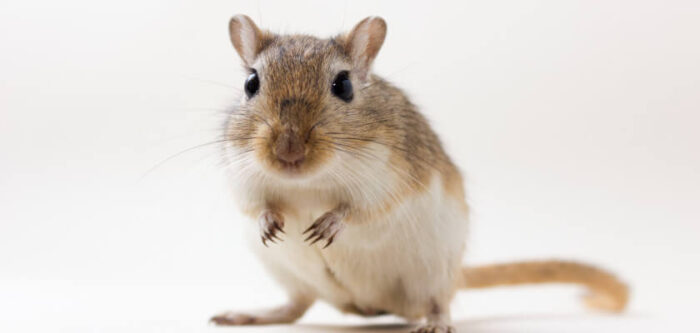 Gryzonie domowe – odżywianie, wygląd i charakter | Zwierzaki