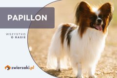 Papillon – opis rasy, cena, charakterystyka | Zwierzaki