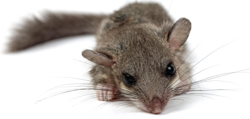 Popielica szara a afrykańska – różnice, opis, hodowla