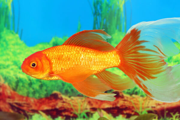 Gupiki – wszystkie informacje o gatunku | Zwierzaki