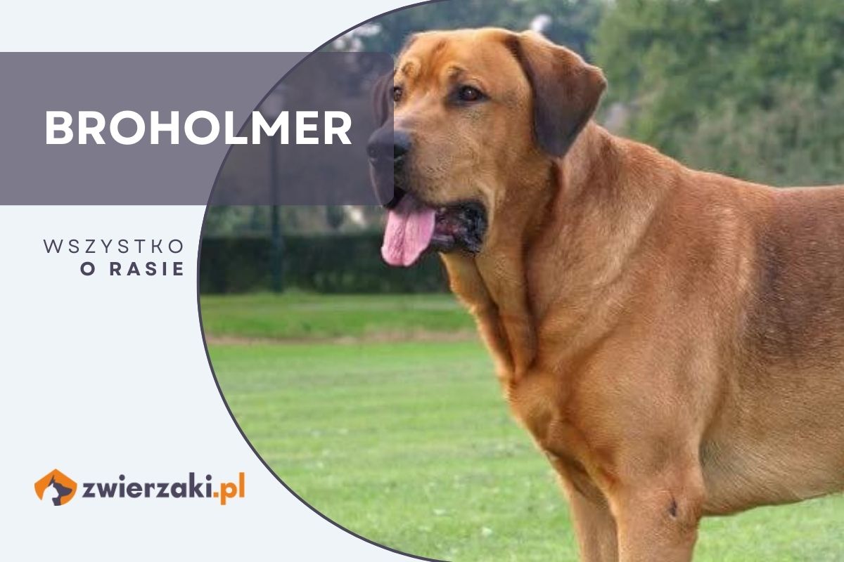 Broholmer – szczeniaki, hodowla, cena
