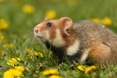 Chomik – opis, żywienie, cena, ile żyje? | Zwierzaki