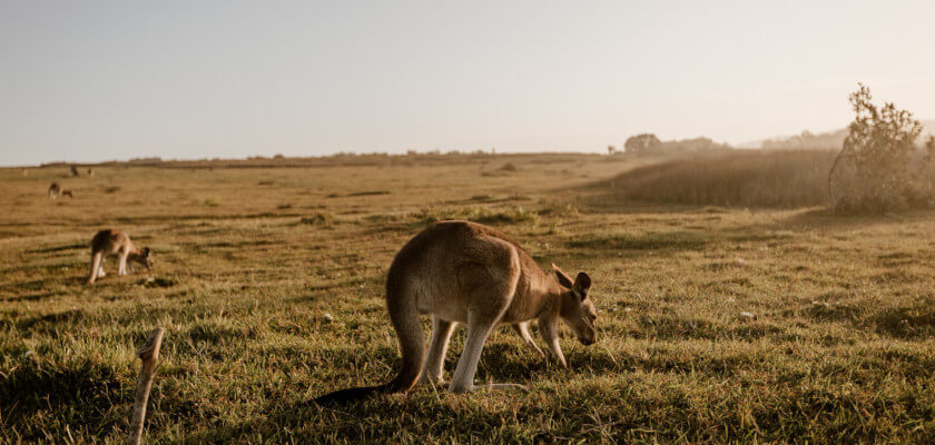 Dzień Kangura 2025 – kiedy jest jego święto? | Zwierzaki