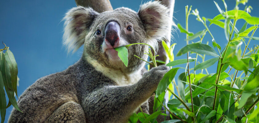 Dzień Koali 2025 – kiedy jest Dzień Dzikiej Koali?