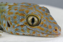 Gekon płaczący (Lepidodactylus lugubris) – życie w terrarium