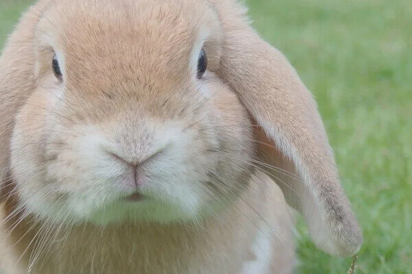 Królik rex – opis rasy i porady dotyczące utrzymania | Zwierzaki