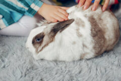 Królik rex – opis rasy i porady dotyczące utrzymania | Zwierzaki