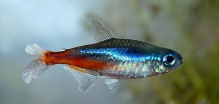 Neonki, czyli neon Innesa. Wymagania, rodzaje | Zwierzaki