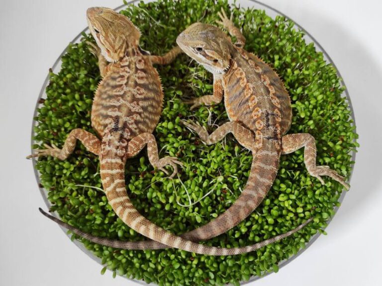 Agama brodata – ile żyje, cena, kolory, terrarium