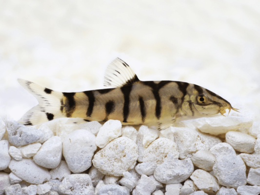 Bocja – informacje o gatunku ryby akwariowej | Zwierzaki