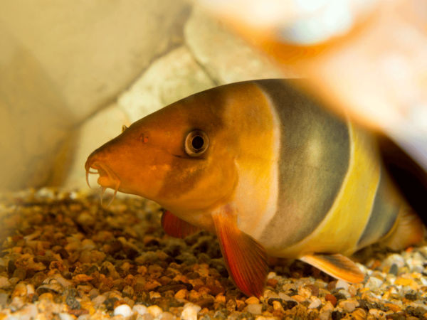 Bocja – informacje o gatunku ryby akwariowej | Zwierzaki